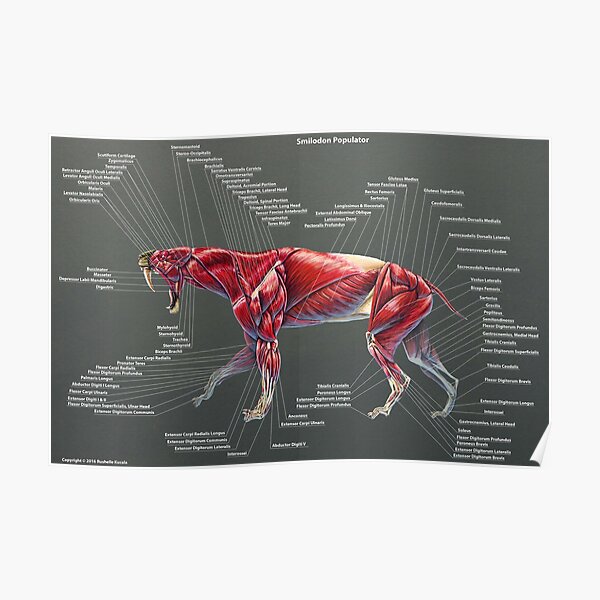 "Smilodon Populator Muscle Study" Poster for Sale by Thedragonofdoom ...
