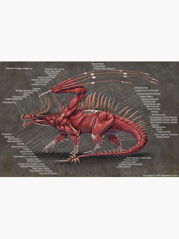 Dragon Muscle Anatomy