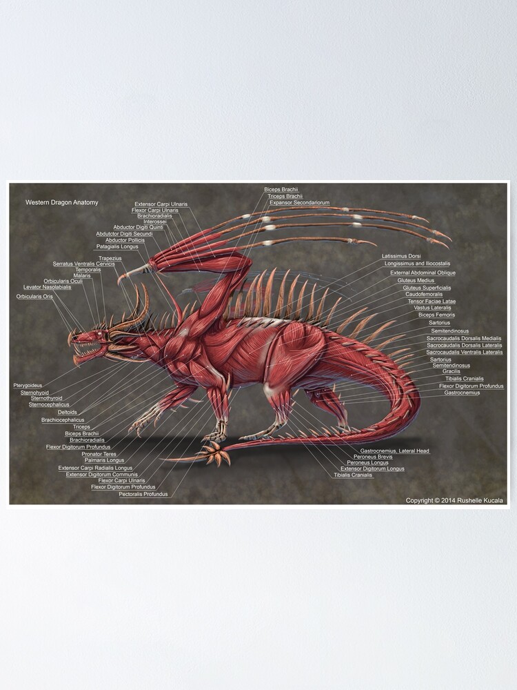 "Western Dragon Muscle Anatomy" Poster for Sale by Thedragonofdoom ...