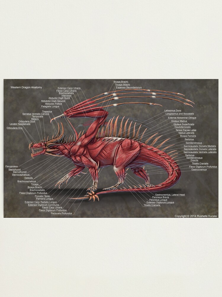 "Western Dragon Muscle Anatomy" Photographic Print for Sale by ...