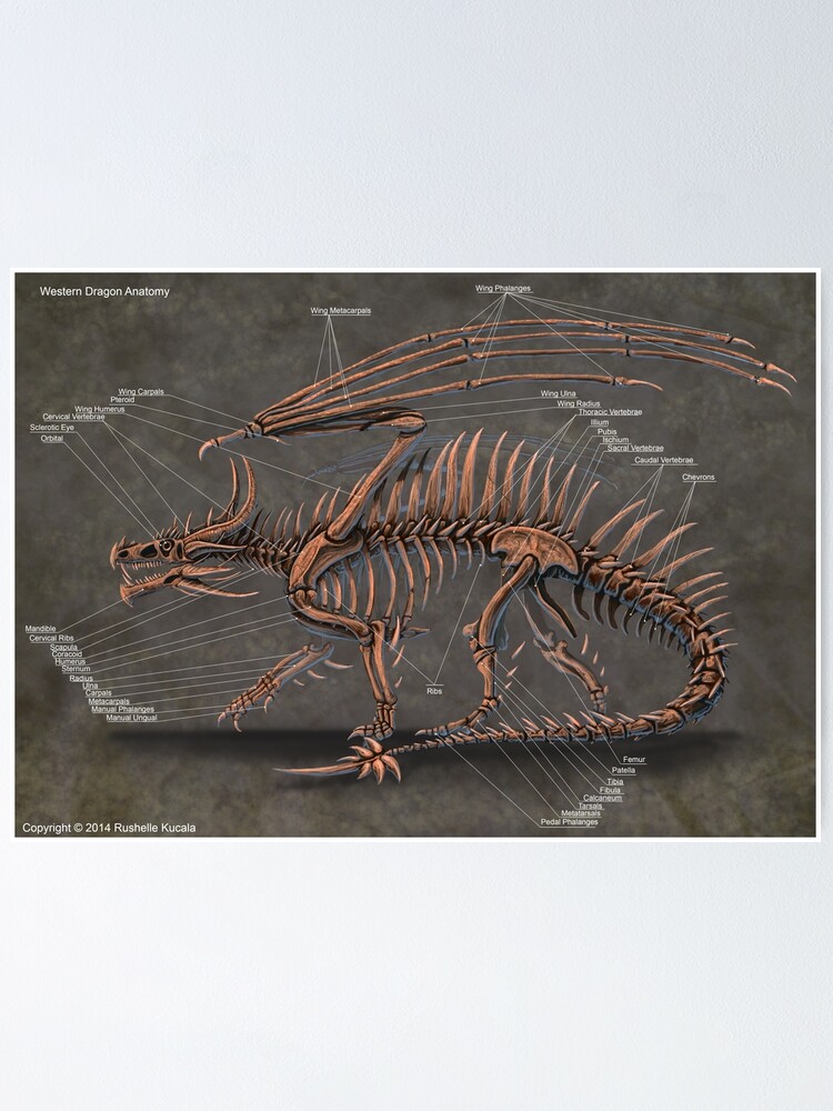 "Western Dragon Skeleton Anatomy" Poster by Thedragonofdoom | Redbubble