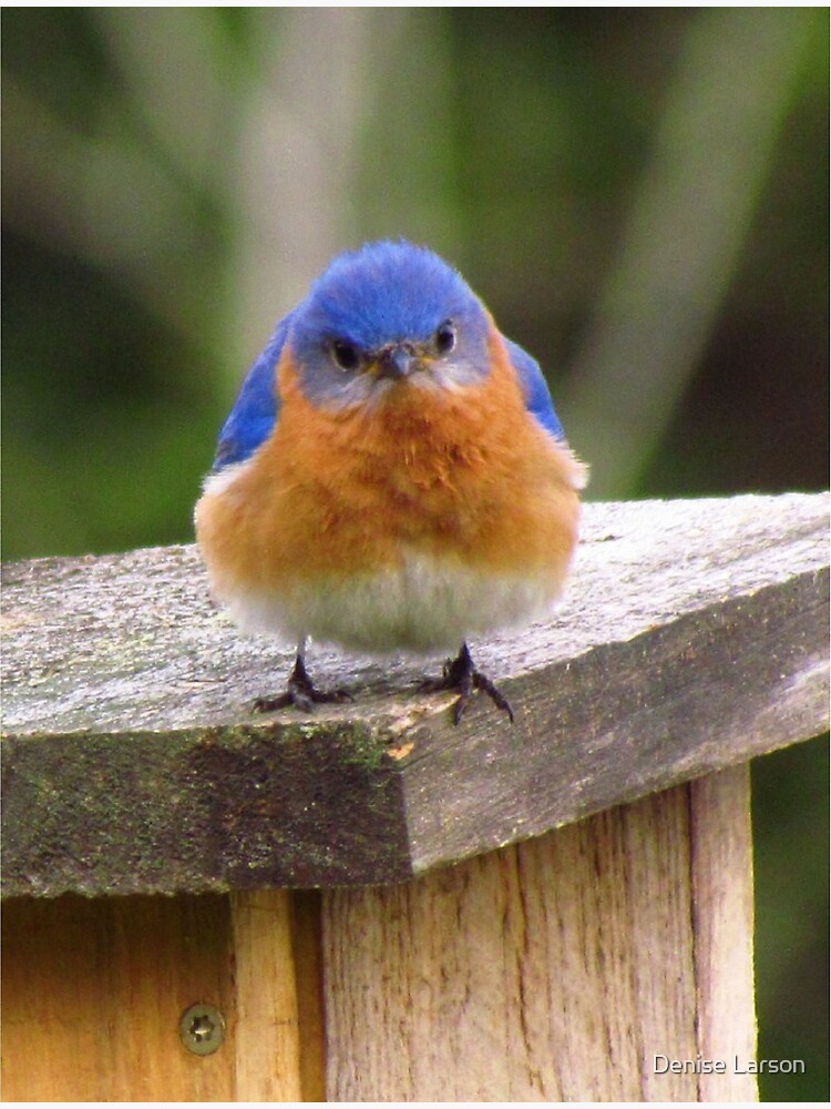 Grumpy Bluebird, Original photograph Canvas sold by Dominique Schoenig ...