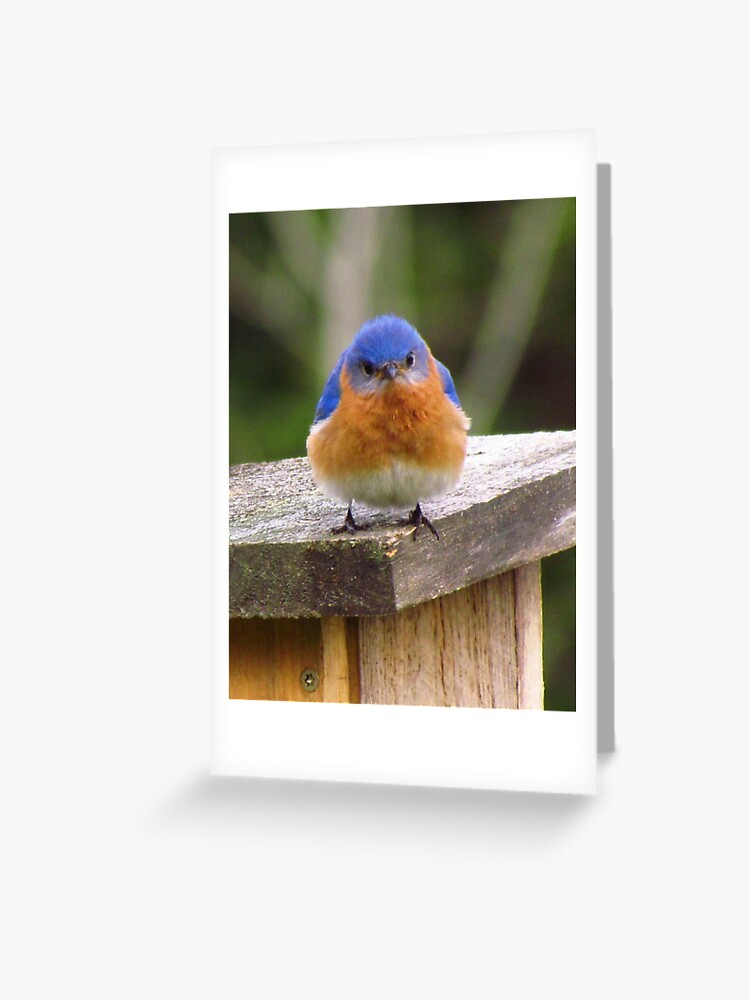 "Grumpy Bluebird, Original photograph" Greeting Card for Sale by ...