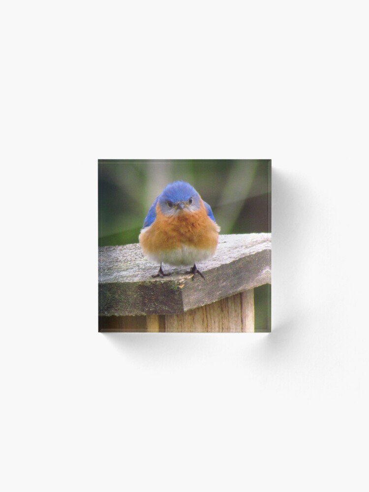 "Grumpy Bluebird, Original photograph" Acrylic Block for Sale by ...