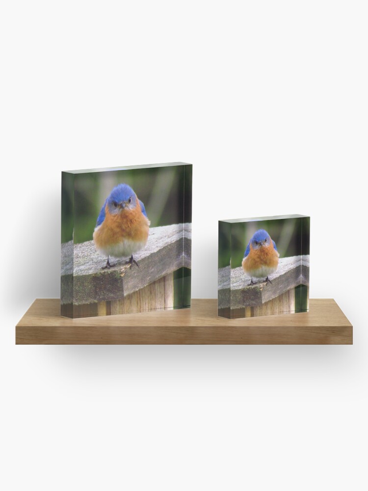 "Grumpy Bluebird, Original photograph" Acrylic Block for Sale by ...