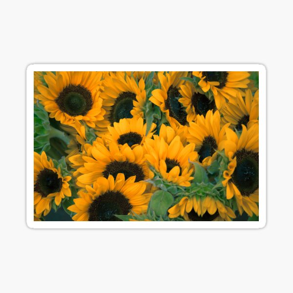 "Sunflowers" Sticker by newburyboutique | Redbubble