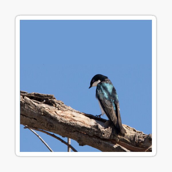 "Tree Swallow" Sticker for Sale by CarolM | Redbubble