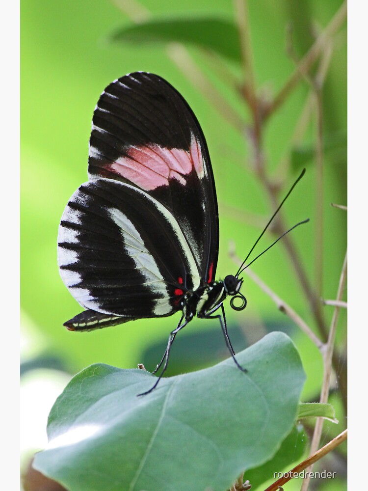 "Postman longwing butterfly" Sticker by rootedrender | Redbubble