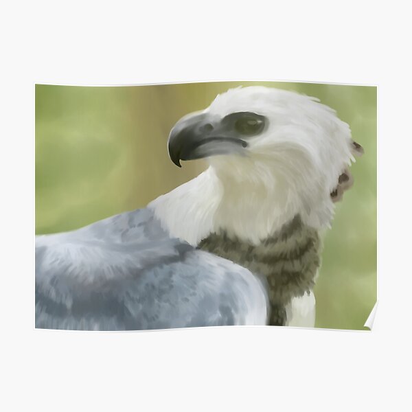 "Bird Portrait: Harpy Eagle" Poster by flwrdraws | Redbubble