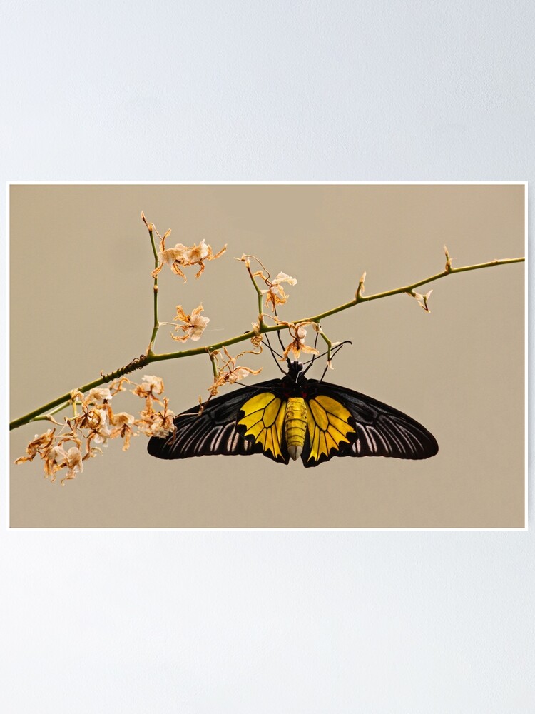 "Yellow birdwing butterfly" Poster for Sale by rootedrender | Redbubble