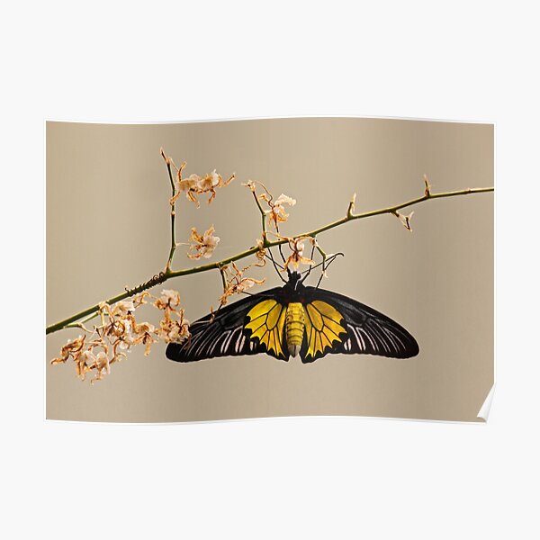 "Yellow birdwing butterfly" Poster for Sale by rootedrender | Redbubble