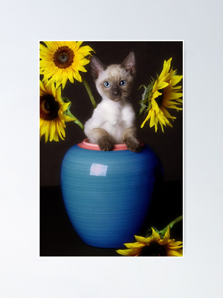 "Sunflower Scratch" Poster by billyboy | Redbubble
