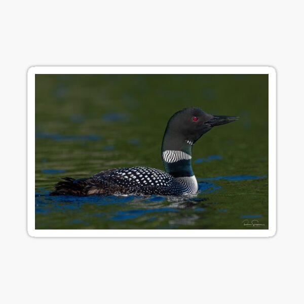 "Common Loon catch light" Sticker for Sale by Simpsonwildlife | Redbubble