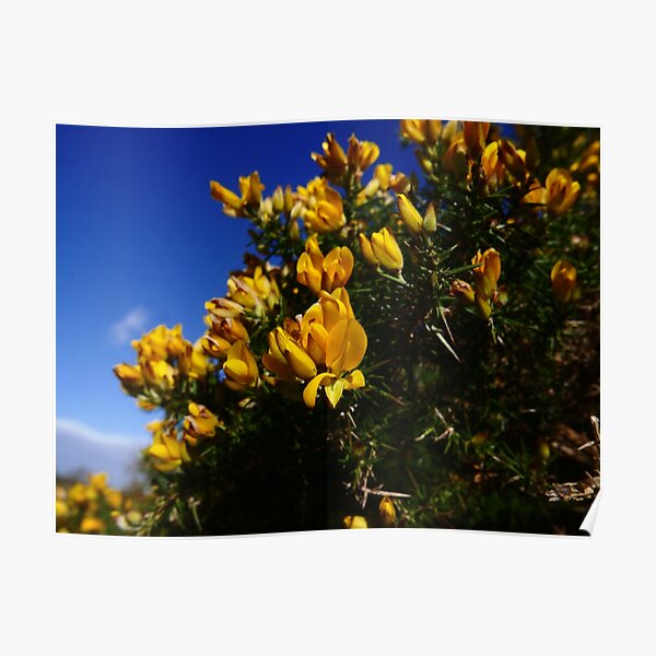 "European Gorse (Ulex europaeus)" Poster for Sale by IOMWildFlowers ...