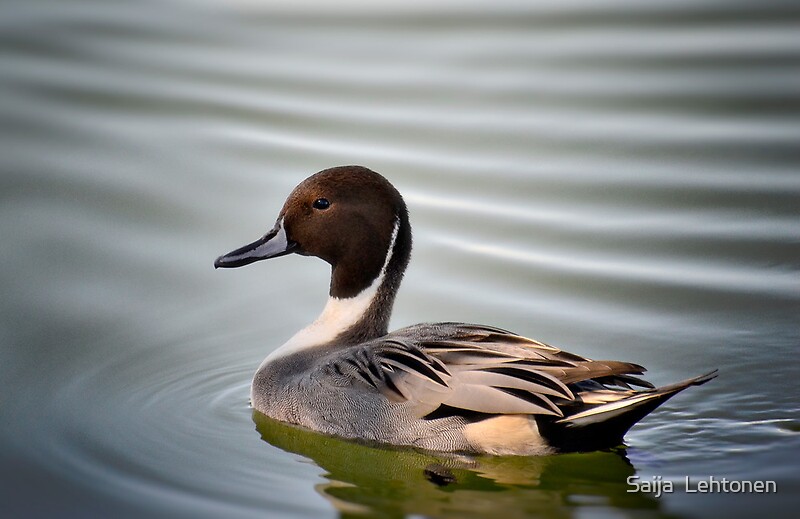 "Northern Pintail Duck " by Saija Lehtonen | Redbubble
