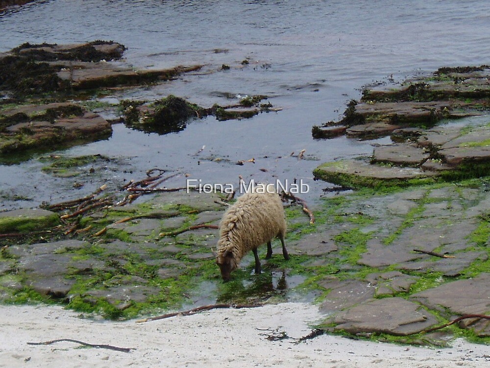"Seaweed-eating sheep" by Fiona MacNab | Redbubble