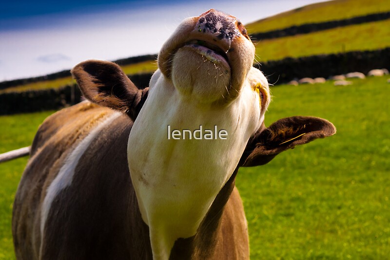 "Cow head shake " by lendale | Redbubble