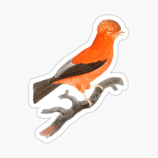 "Andean rock rooster by Jaques Barraband" Sticker for Sale by Saschken ...