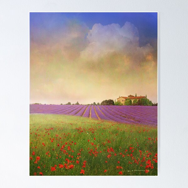 "lavender fields " Poster for Sale by R Christopher Vest | Redbubble