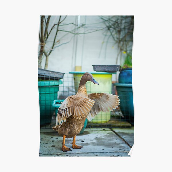 "Clapping Duck" Poster for Sale by HoneyBee73 | Redbubble