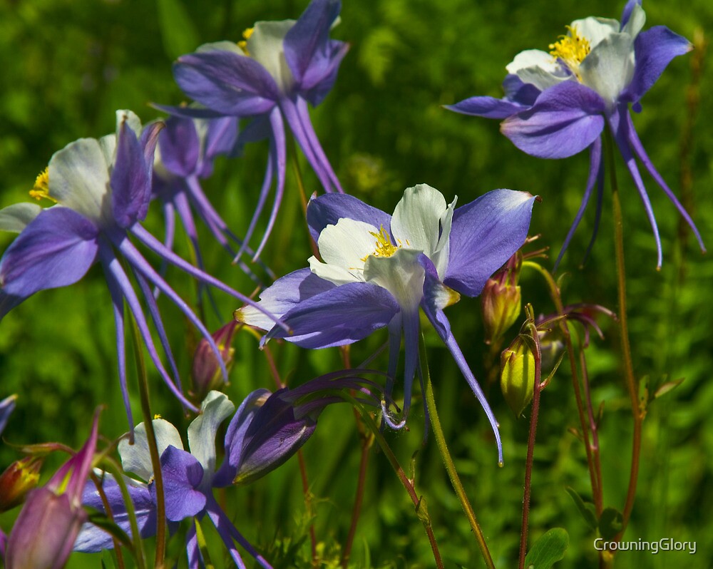 "Colorado Blue Columbine Wildflowers" by CrowningGlory | Redbubble