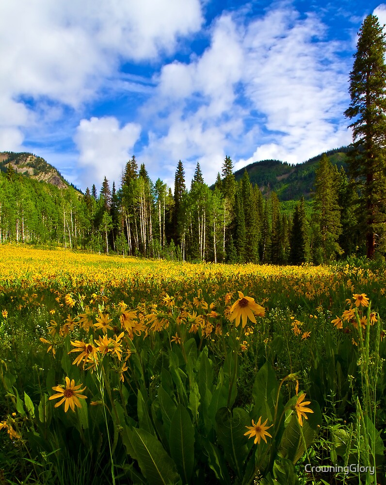"Mule Ear Sunflowers, Colorado" by CrowningGlory | Redbubble