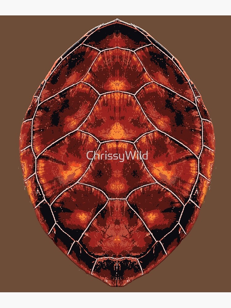 "Green Sea Turtle (Chelonia mydas) Shell by Chrissy Wild" Poster for ...
