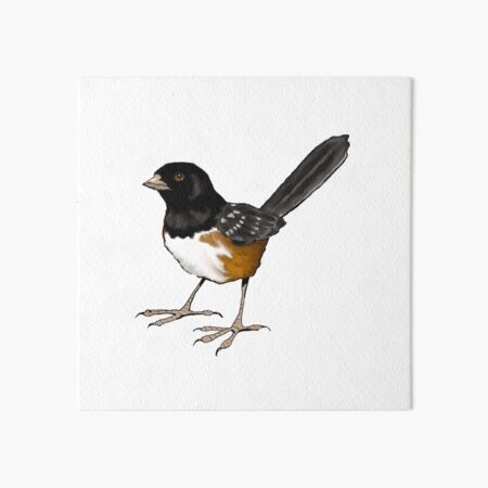 "Towhee BIRD, Illustration, Standing Bird, Drawing, Wildlife Art" Art ...