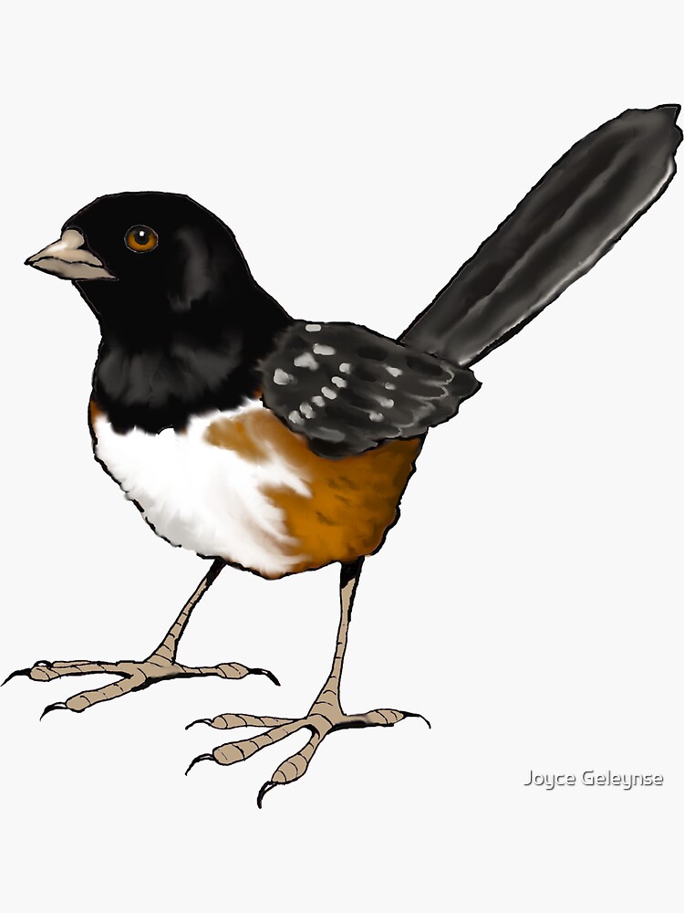 "Towhee BIRD, Illustration, Standing Bird, Drawing, Wildlife Art ...