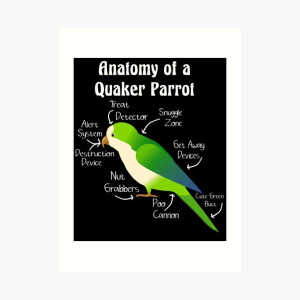 "Anatomy of Quaker Parrot Monk Parakeet" Art Print for Sale by ...