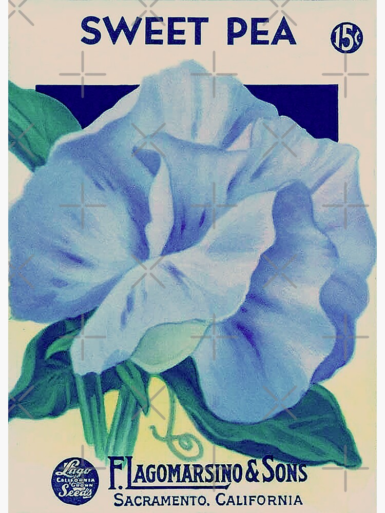 "Vintage SWEET PEA Seed Packet Artwork" Sticker for Sale by FuzzyHoney ...