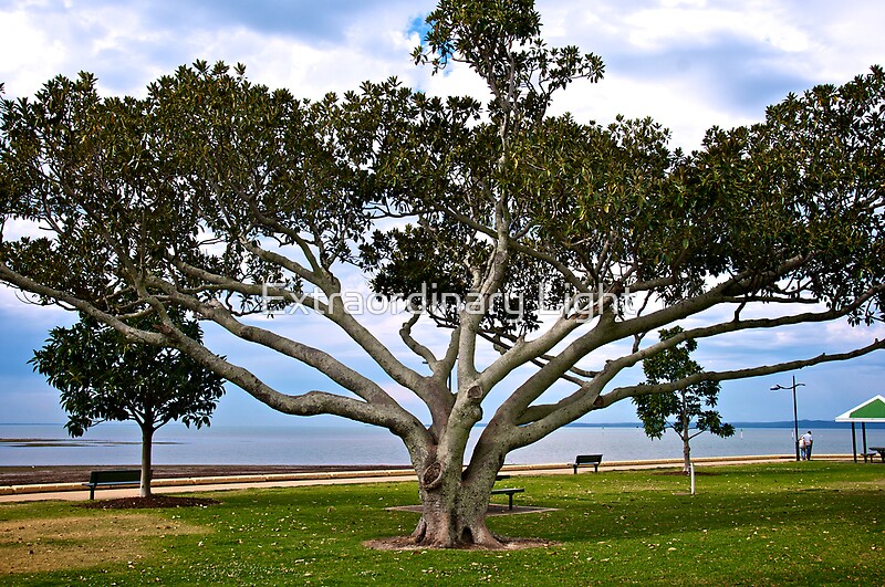 "Moreton Bay Fig Tree at Wellington Point" by Extraordinary Light ...