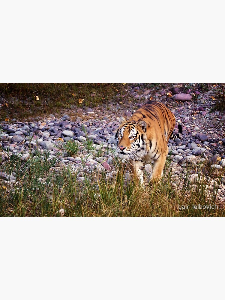 " Siberian tiger" Poster for Sale by wolveskeeper | Redbubble