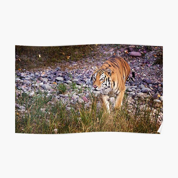 " Siberian tiger" Poster for Sale by wolveskeeper | Redbubble