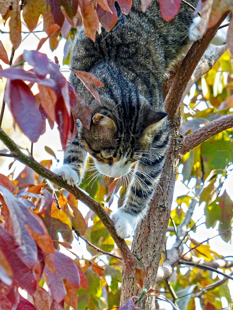 "Up the Sassafras Tree" Sticker for Sale by FrankieCat | Redbubble
