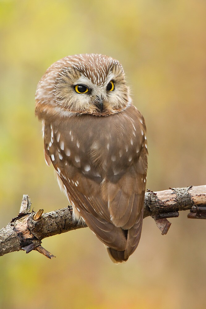 "Northern Saw-whet Owl's look-back pose." by Daniel Cadieux | Redbubble
