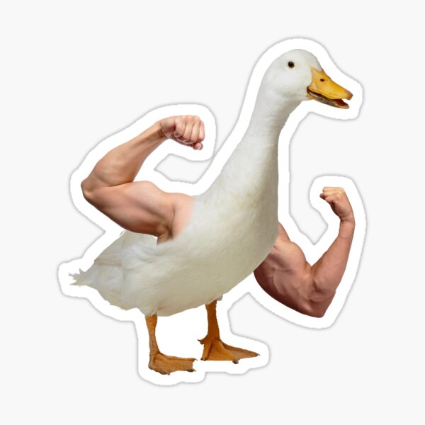 Pegatina «Ganso musculoso, muy fuerte con bíceps» de F4our | Redbubble