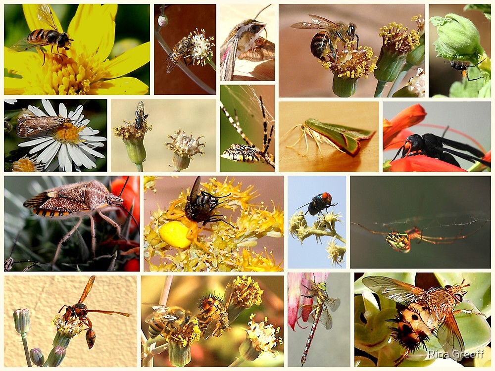 "Goggas" by Rina Greeff | Redbubble