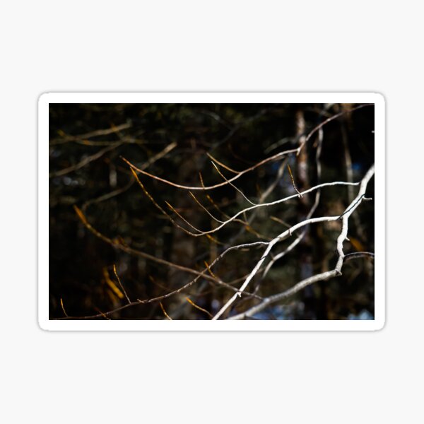 "tree branch" Sticker for Sale by Natalie Stark | Redbubble