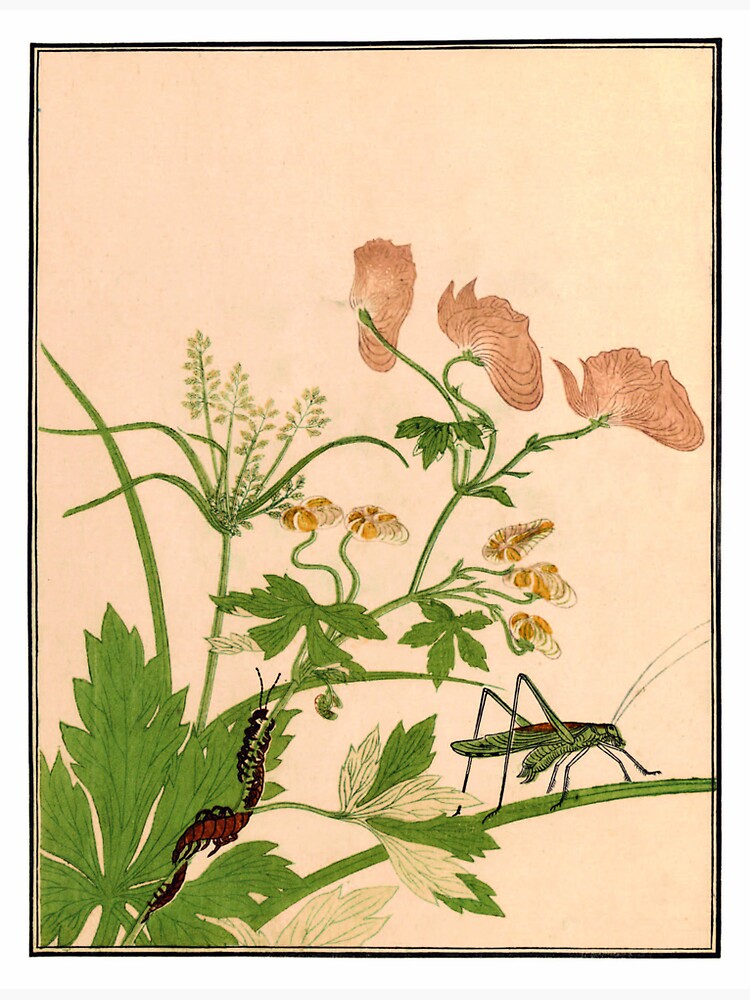 "Kitagawa Utamaro - The Insect Book 02" Sticker by Hangastudio | Redbubble
