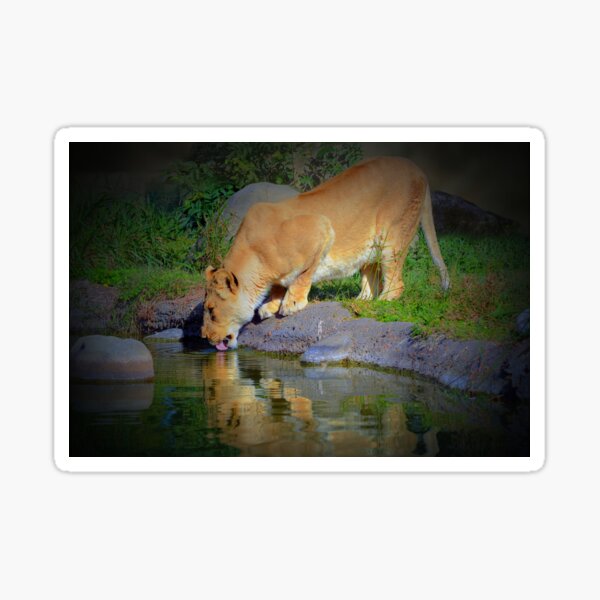 "Lioness" Sticker for Sale by venny | Redbubble