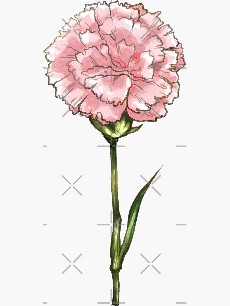 "Carnation" Sticker for Sale by Pykiin | Redbubble