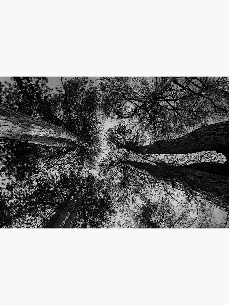 Pegatina «Ramas de los árboles» de rebecca-addy | Redbubble