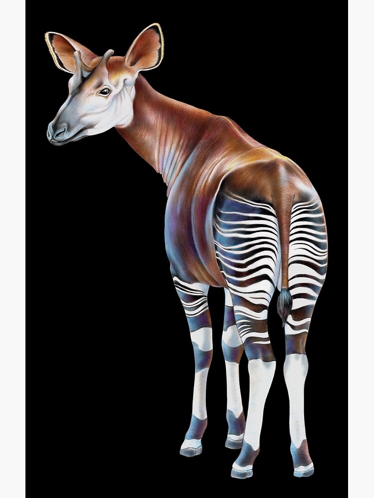 "Okapi" Poster for Sale by TimJeffsArt | Redbubble