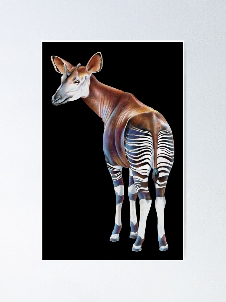 "Okapi" Poster for Sale by TimJeffsArt | Redbubble