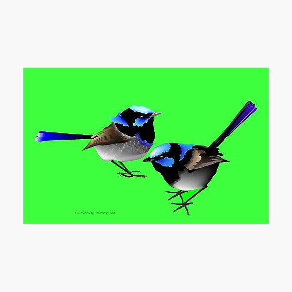 "Blue Wrens" Photographic Print for Sale by rodesigns | Redbubble