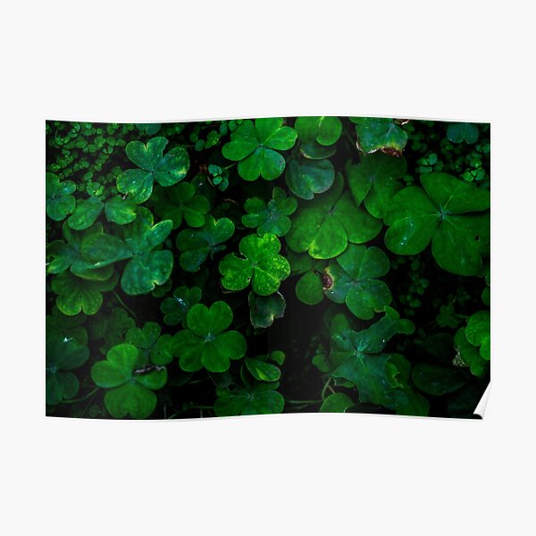 "Lucky Shamrocks" Poster for Sale by VeteranNation | Redbubble