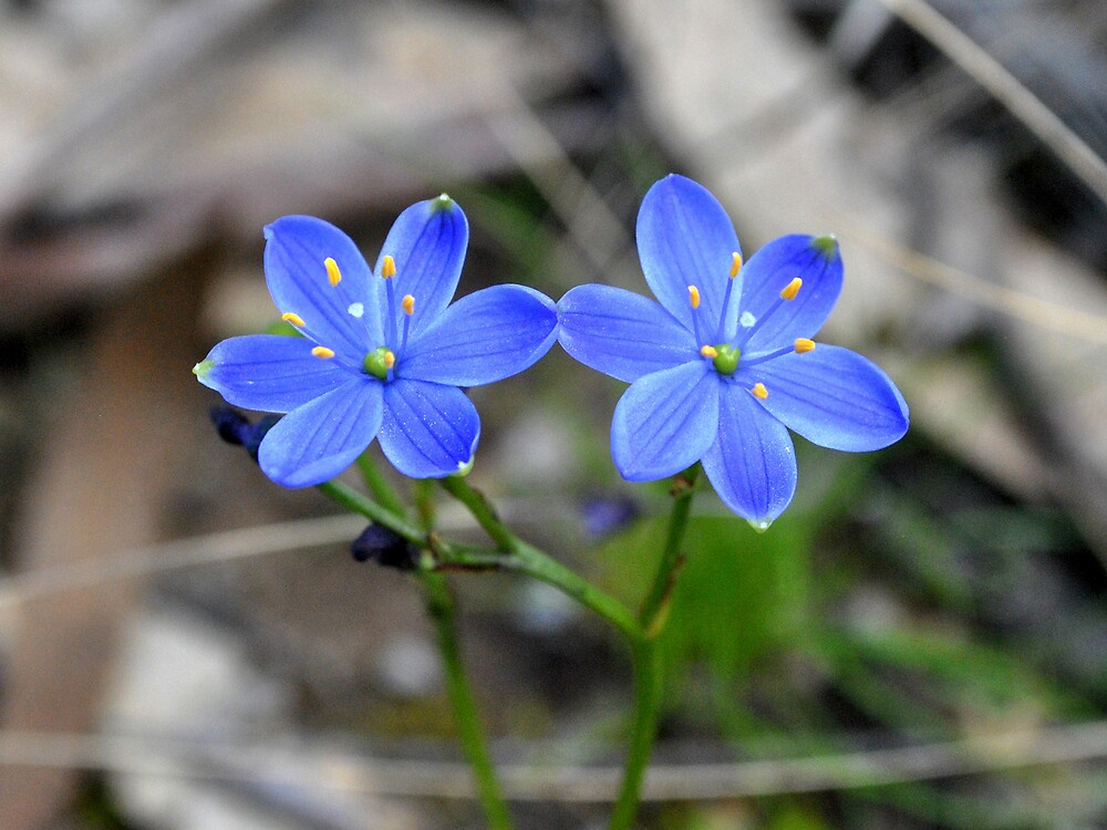 "Blue Squill" by jeroenvanveen | Redbubble