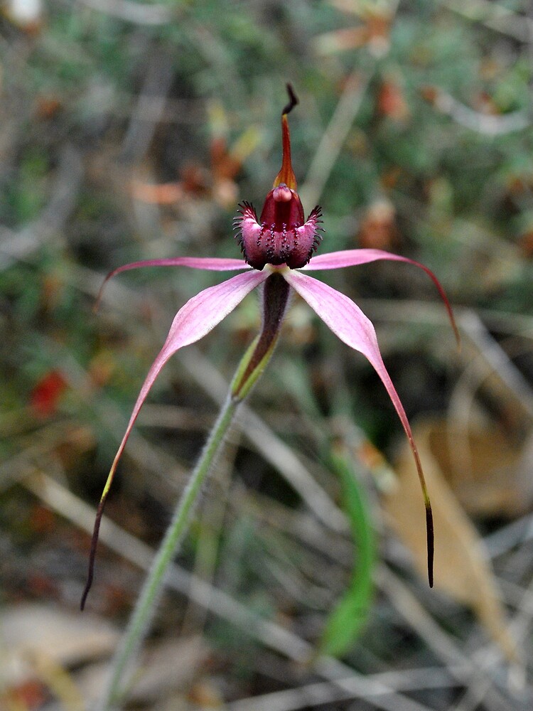"red cross spider orchid" by jeroenvanveen | Redbubble