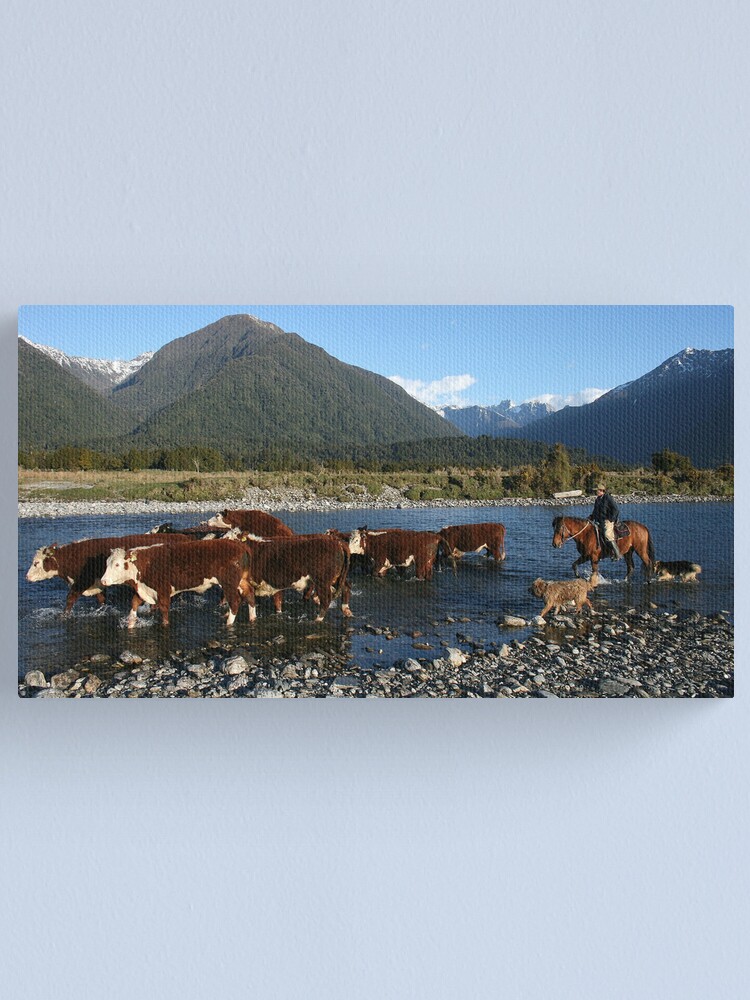 "herefords on the mahitahi river, south westland, nz" Canvas Print for ...